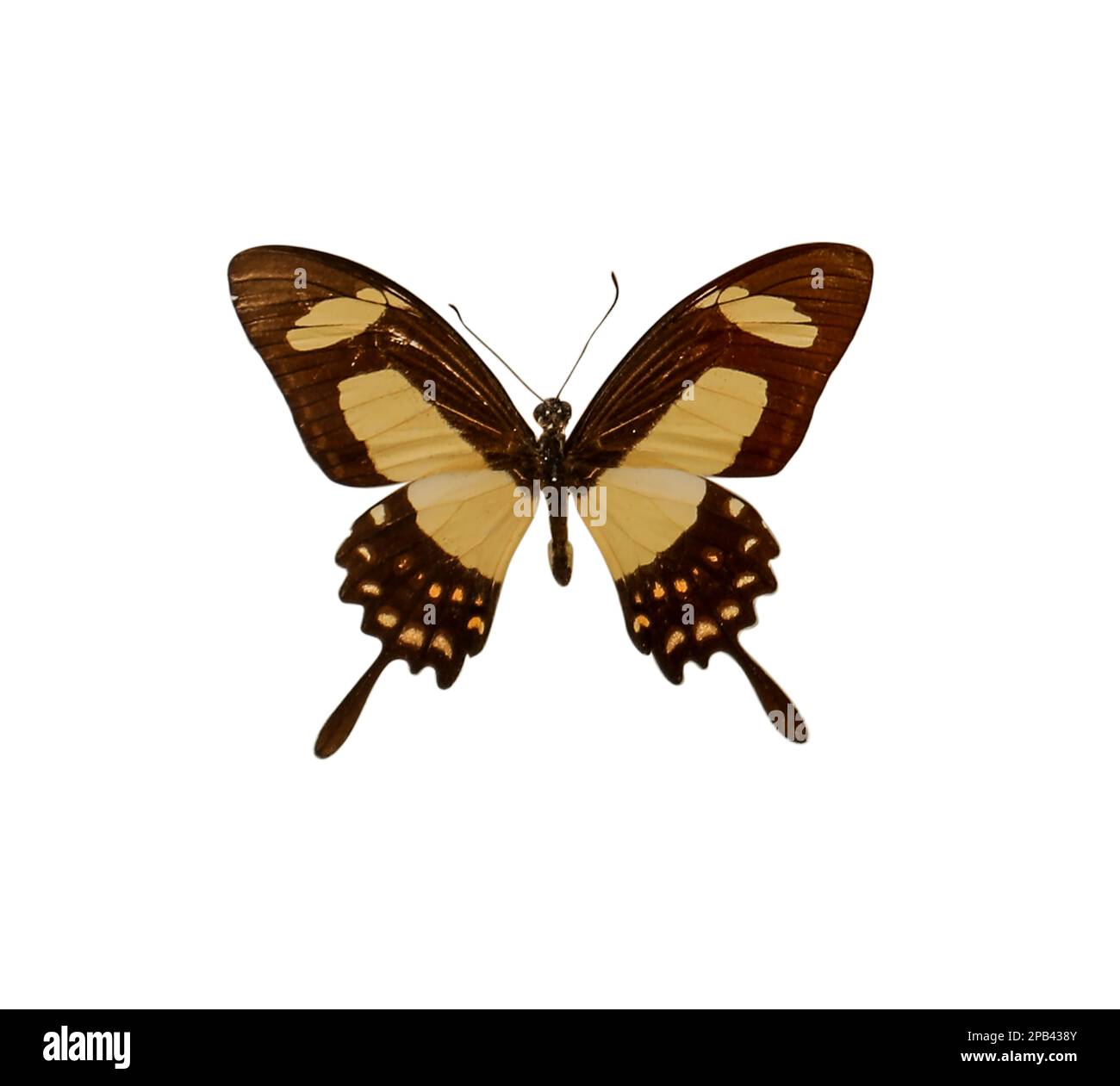 Beautiful fragile exotic butterfly on white background Stock Photo - Alamy