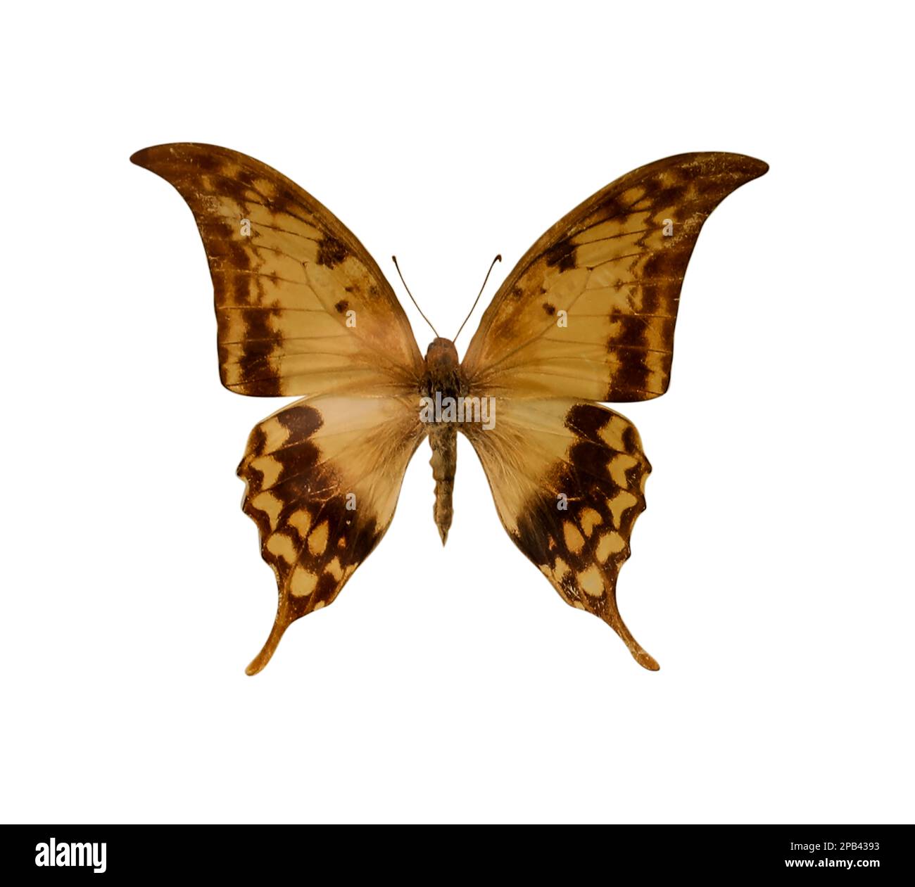 Beautiful fragile exotic butterfly on white background Stock Photo - Alamy