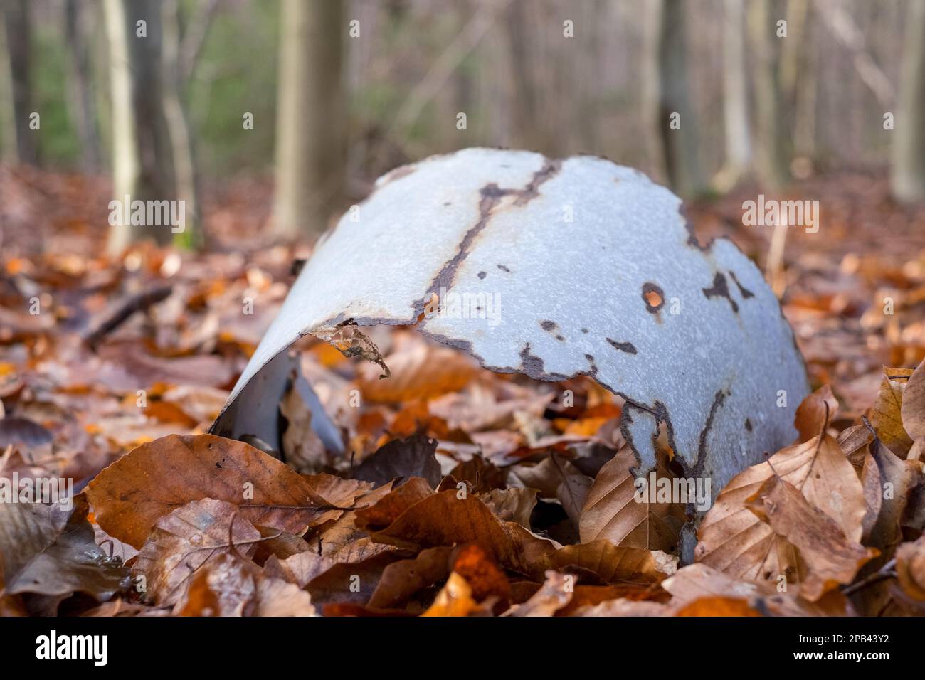 Litter in the forest Stock Photo - Alamy