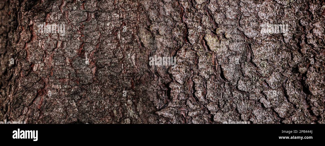 Texture of tree bark as background, closeup view. Banner design Stock ...