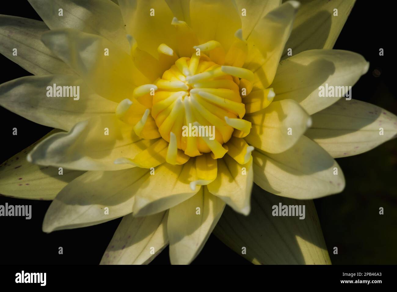 White lotus petals, blooming Is a water plant in the genus Nelumbo ...