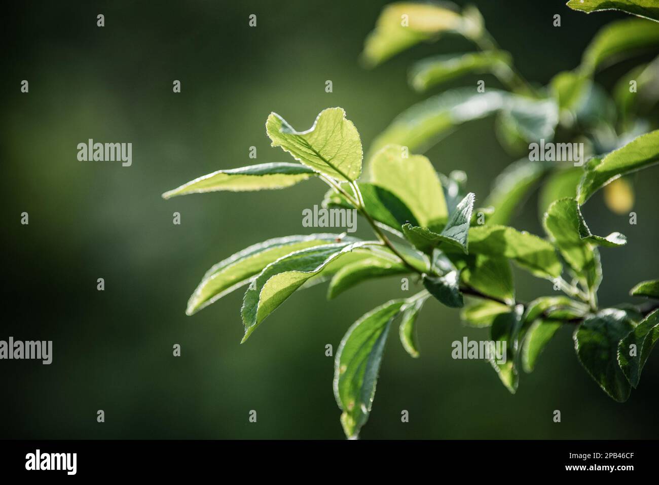 green leaves fresh summer background Stock Photo - Alamy