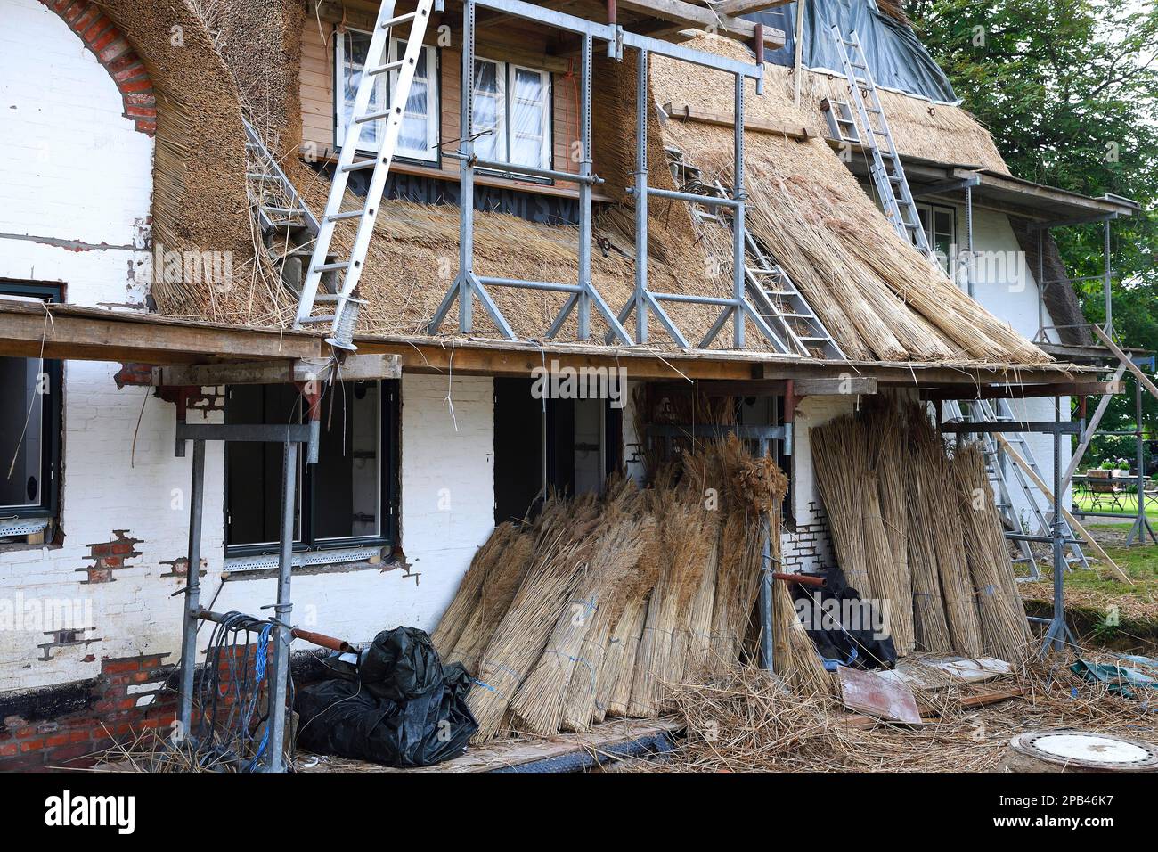 Old Frisian house, thatched house is newly covered with thatch, reed ...
