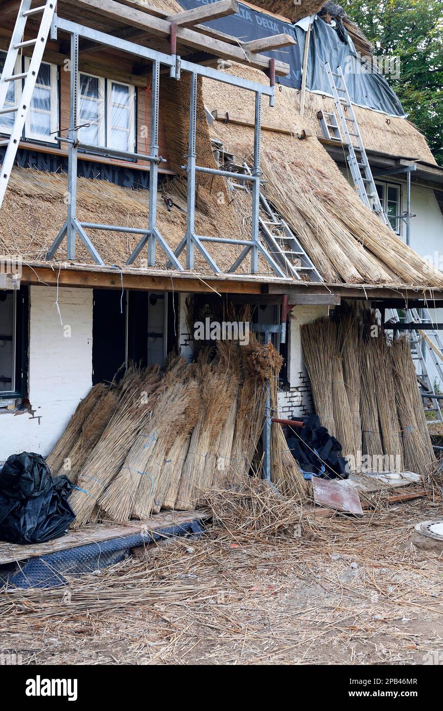 Old Frisian house, thatched house is newly covered with thatch, reed ...
