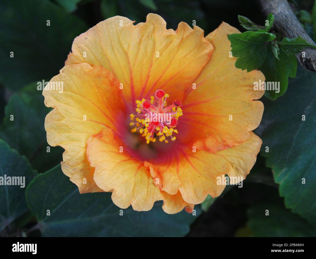 Jardines de pedro luis alonso gardens hi-res stock photography and ...