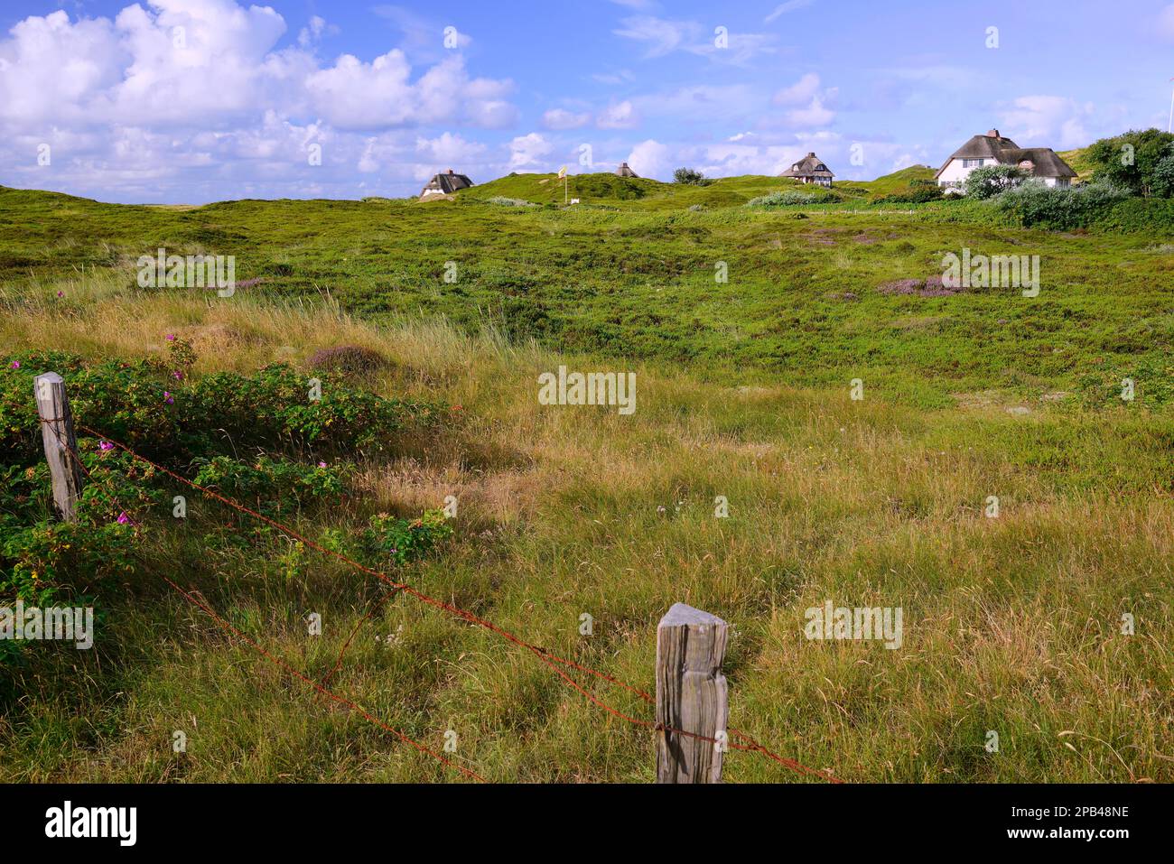 Typical Frisian houses, thatched houses in the dunes of Hörnum, Sylt ...