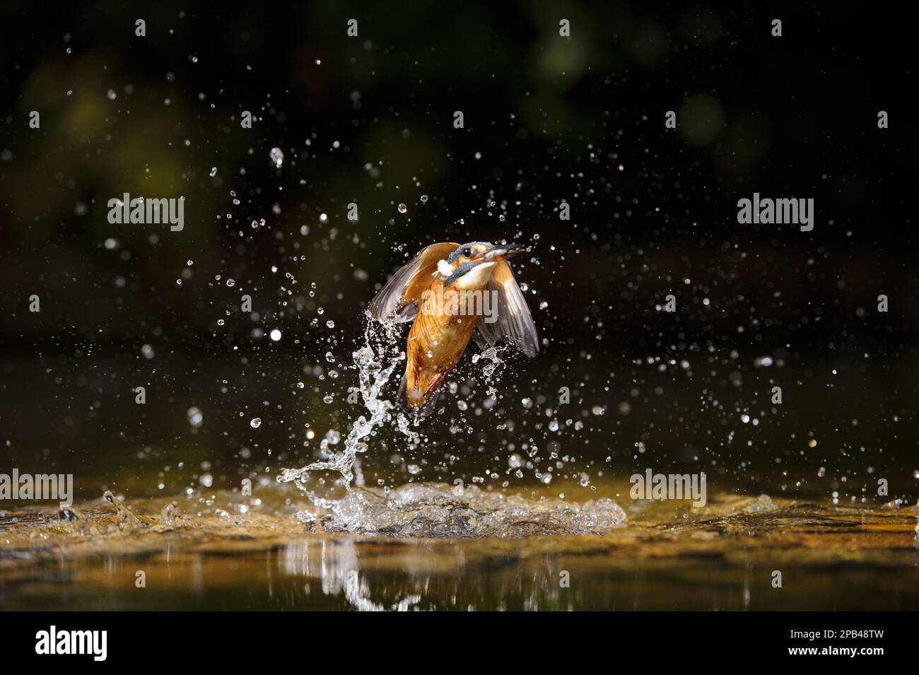 Common Kingfisher (Alcedo atthis) adult female, in flight, emerging ...
