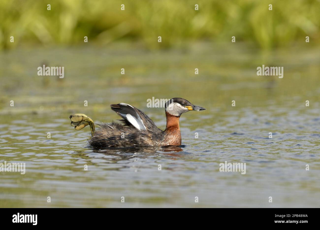 Grebe feet hi-res stock photography and images - Alamy