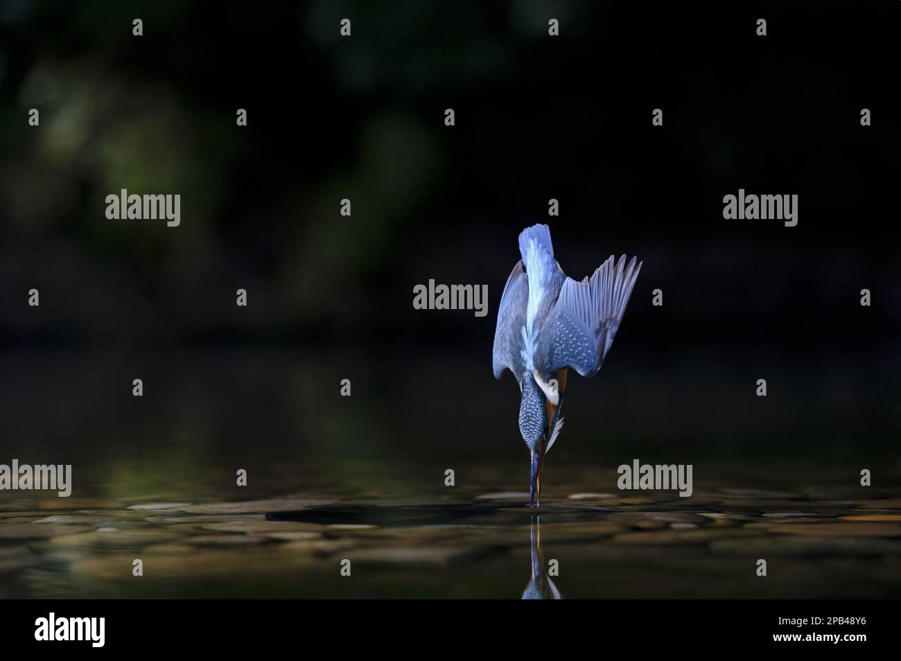 Common Kingfisher (Alcedo atthis) adult female, in flight, diving into ...