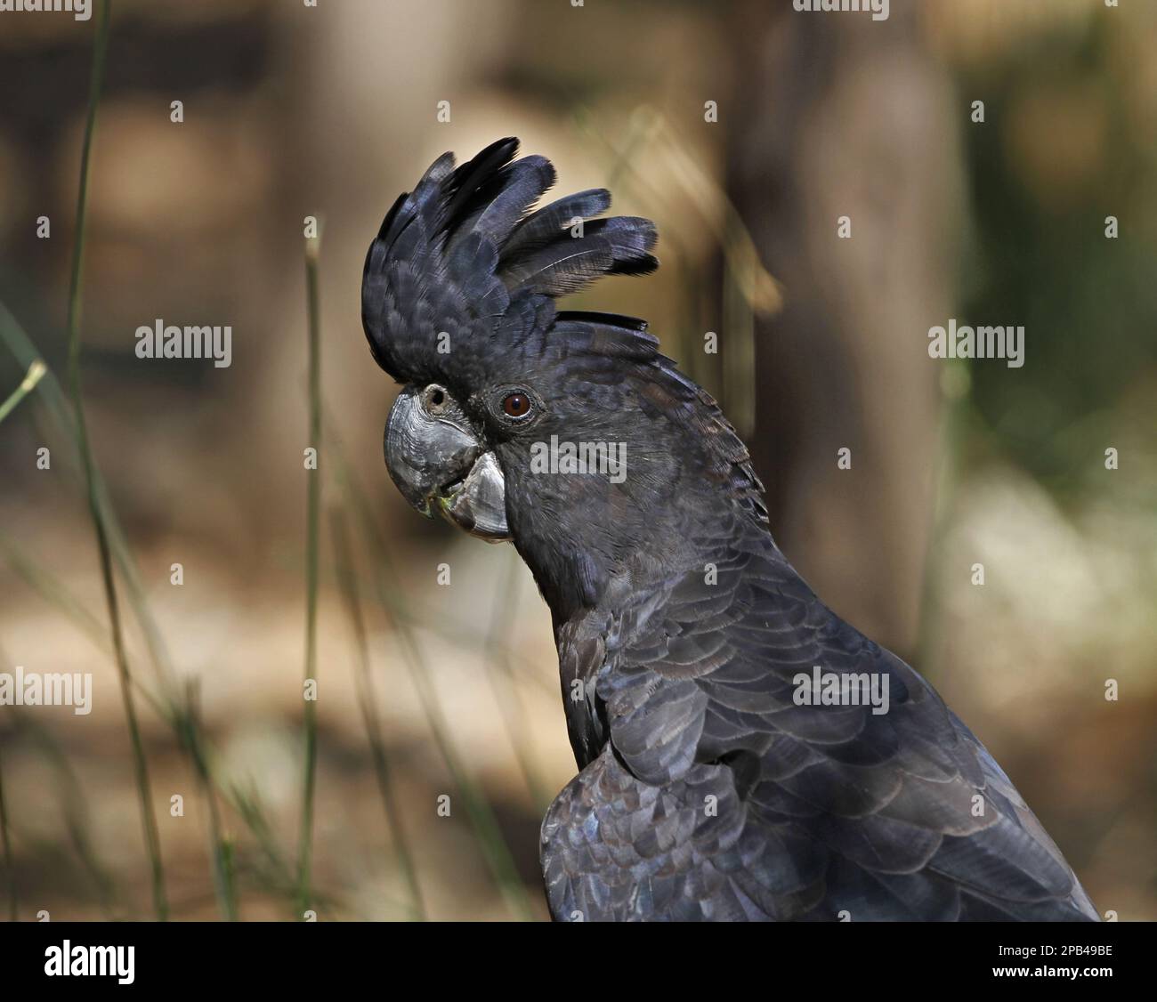 Red-tailed black cockatoo (Calyptorhynchus banksii), adult male, close ...
