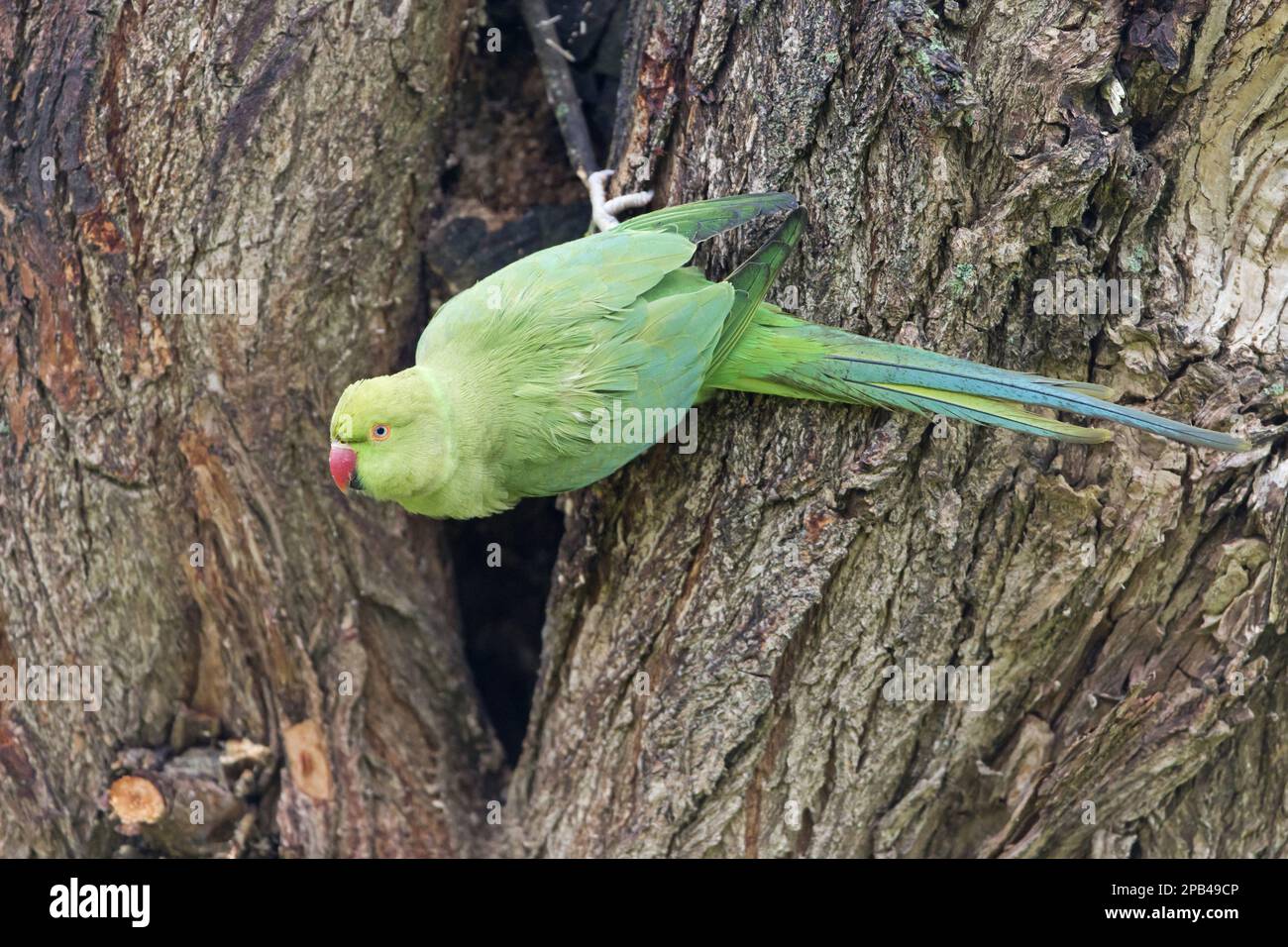 Female type river hi-res stock photography and images - Alamy