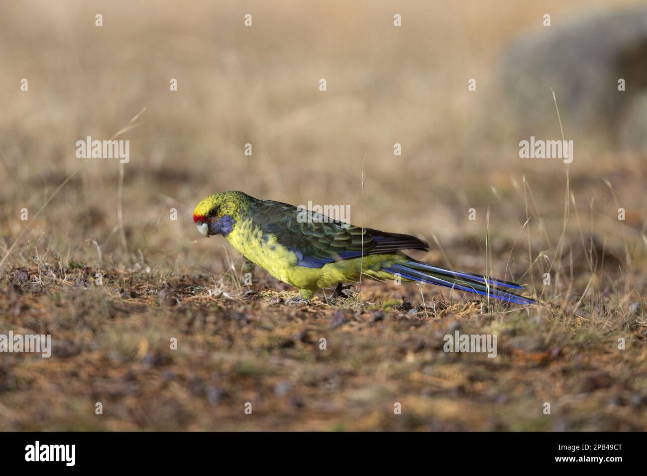 Green rosella (Platycercus caledonicus), Yellow-bellied Parakeets ...