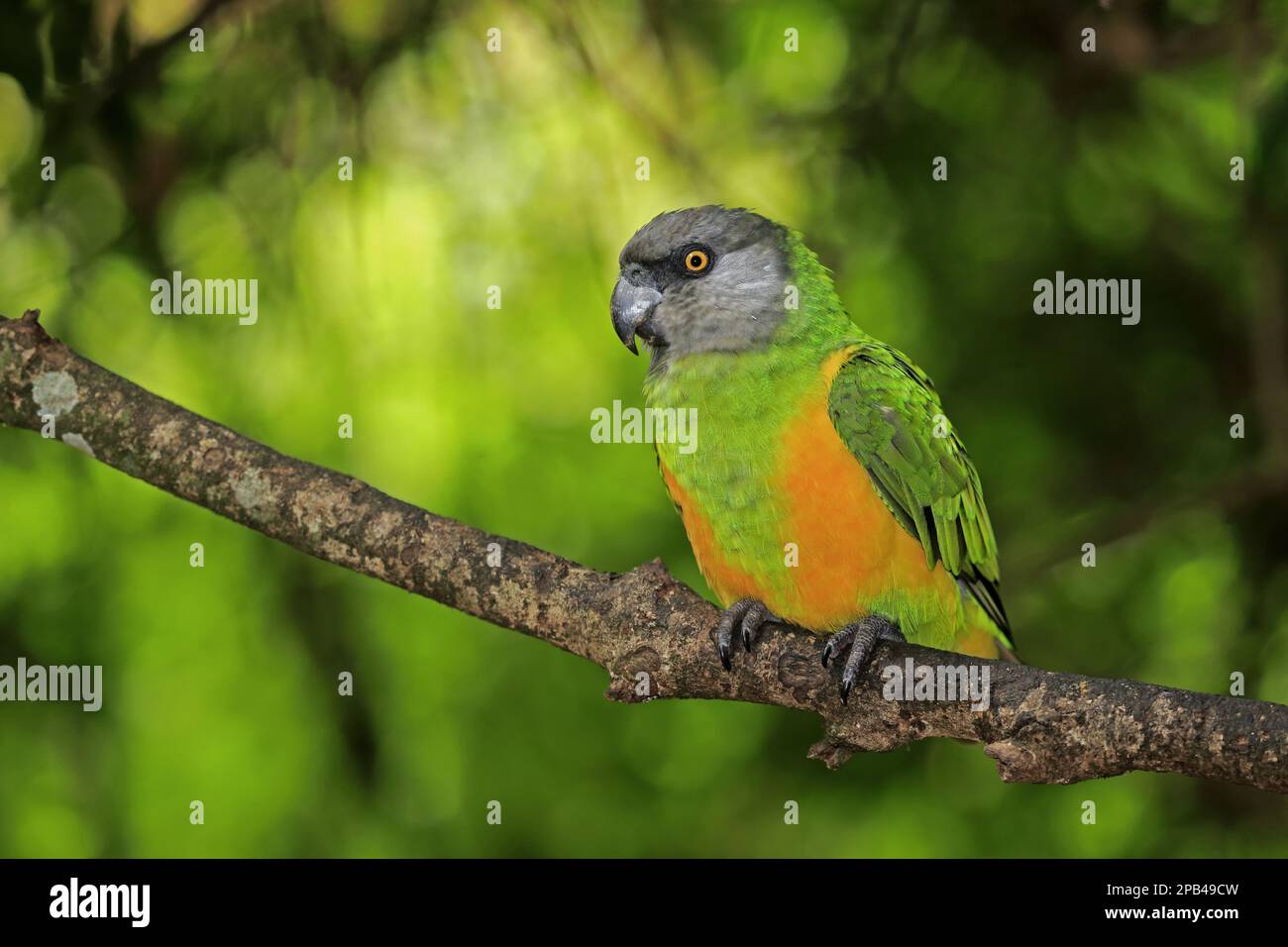 Parrots of africa hi-res stock photography and images - Alamy
