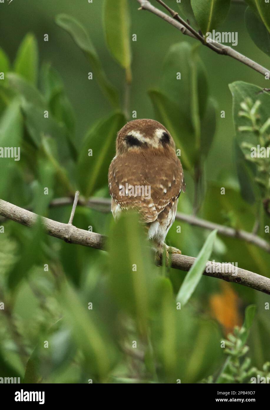 Adult ferruginous pygmy owl (Glaucidium brasilianum ridgwayi ...