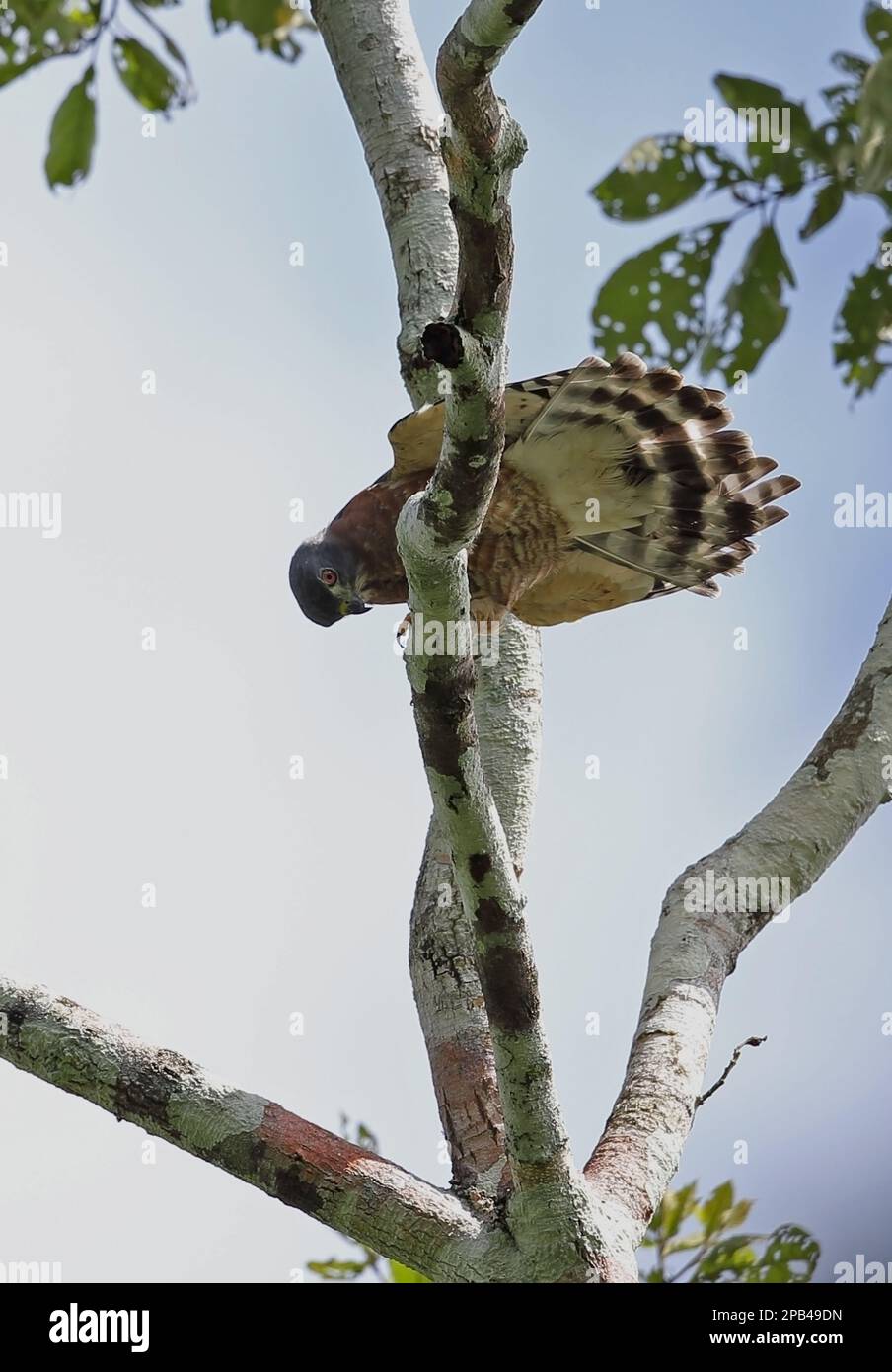 Double-toothed Kite (Harpagus bidentatus fasciatus) adult, sun after ...