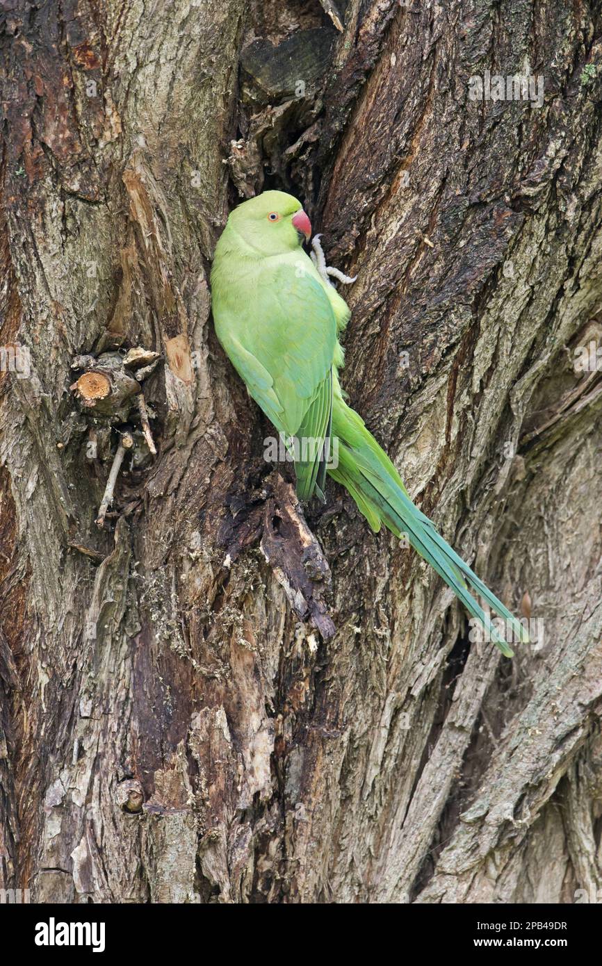 Rose-ringed parakeet (Psittacula krameri) introduced species, adult ...