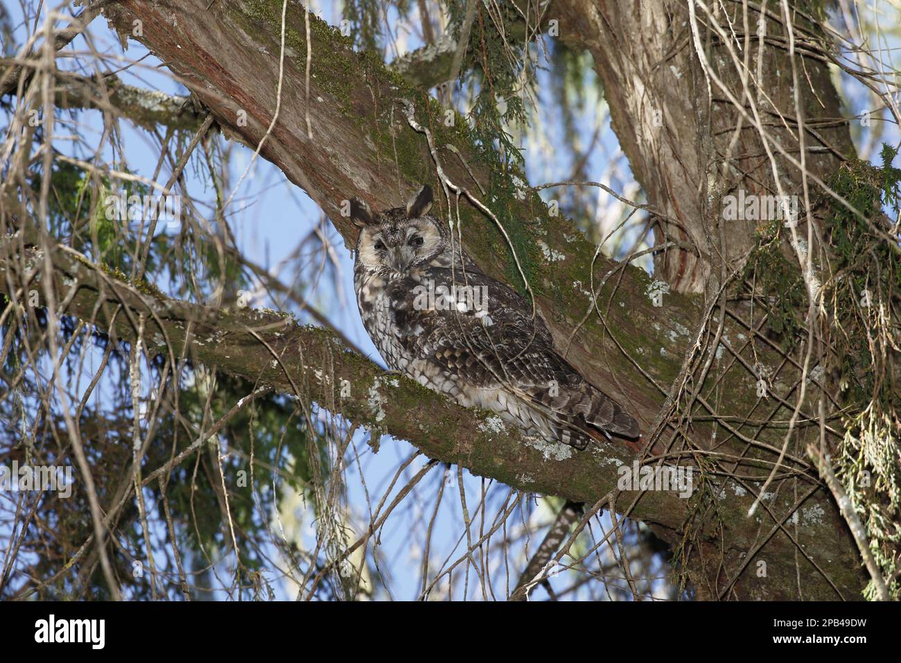 Ethiopian long eared owls hi-res stock photography and images - Alamy