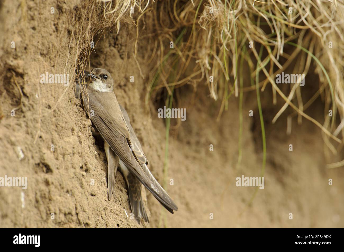 Sand Martin (Riparia riparia) adult feeding chicks, at nesthole ...