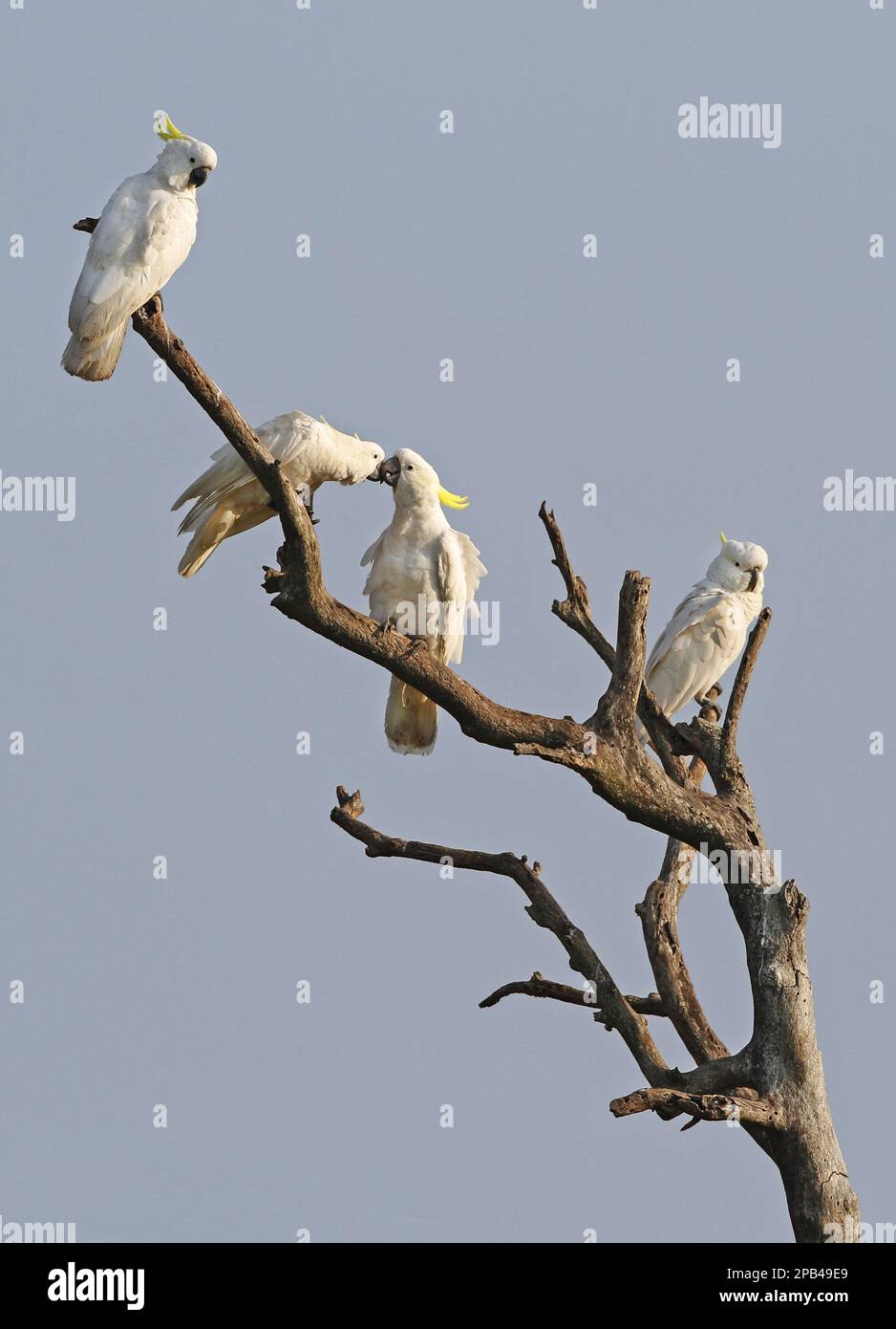 Sulphur-crested cockatoo (Cacatua galerita) four adults, sitting on a ...