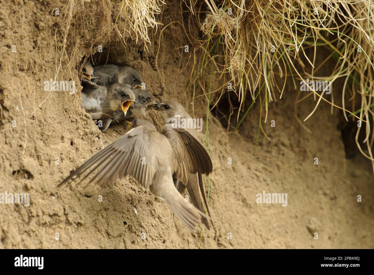 Sand Martin (Riparia riparia) adult pair feeding chicks, at nesthole ...