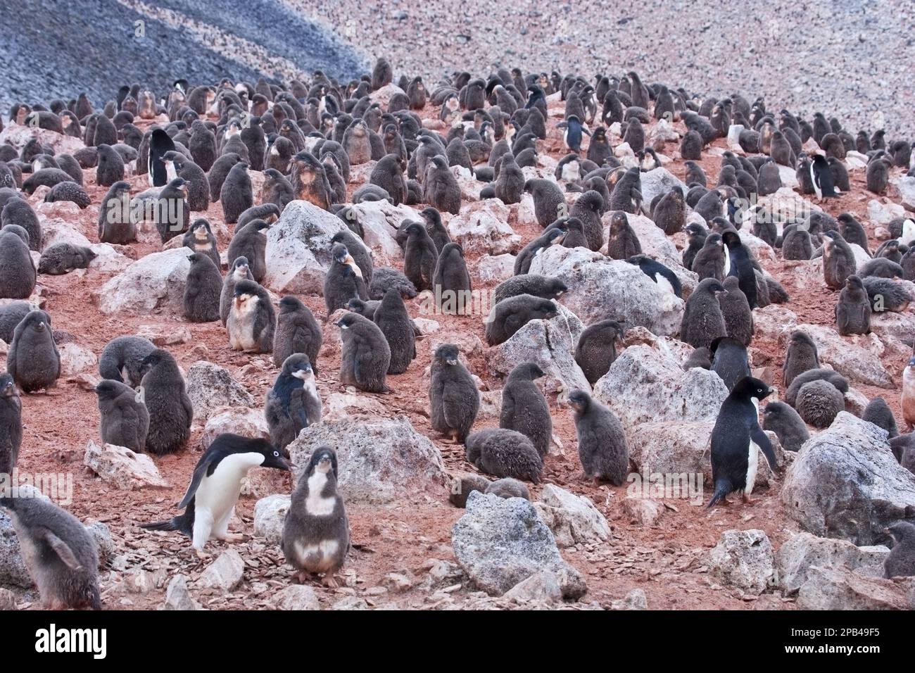 Guano stained rocks hi-res stock photography and images - Alamy