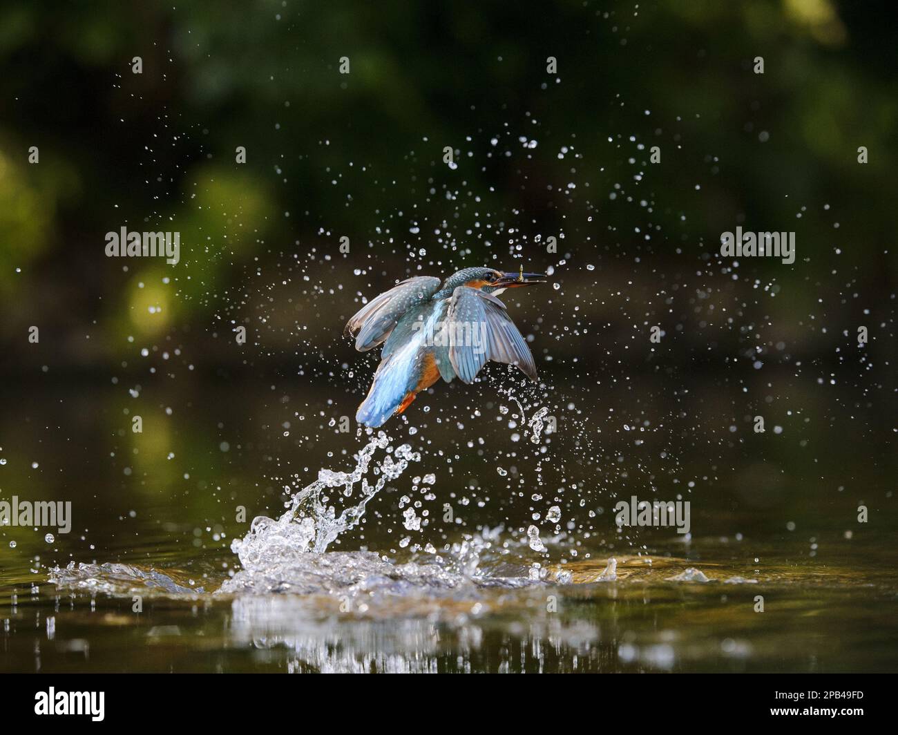 Common Kingfisher (Alcedo atthis) adult female, in flight, emerging ...