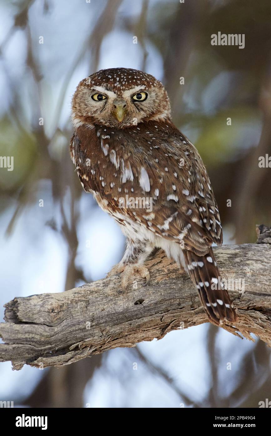 Pearl-spotted owlet (Glaucidium perlatum), Owls, Animals, Birds, Owls ...