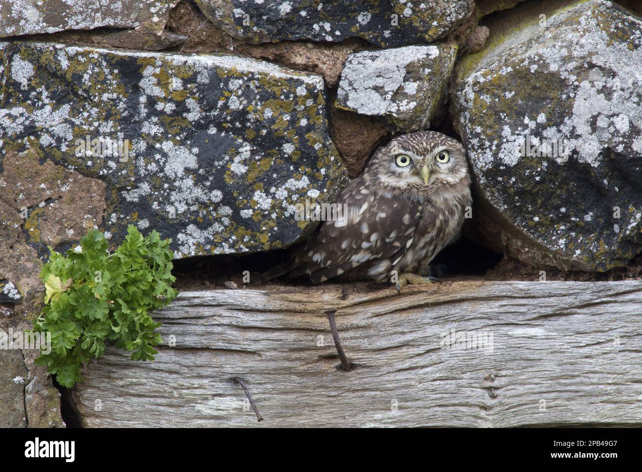 Owl border hi-res stock photography and images - Alamy