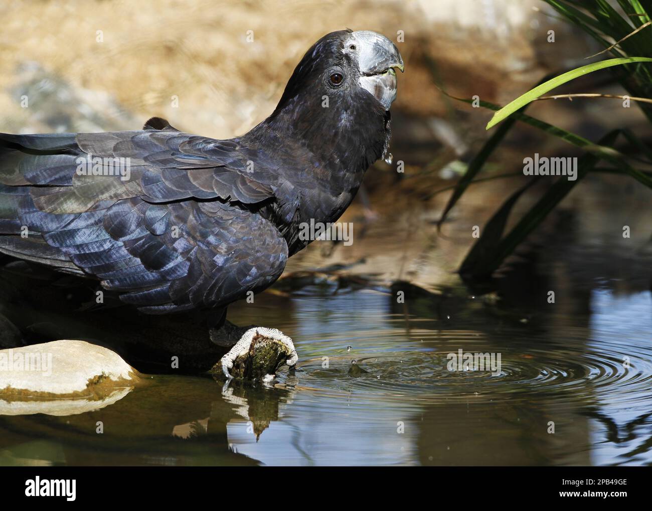 Red-tailed black cockatoo (Calyptorhynchus banksii), adult male ...