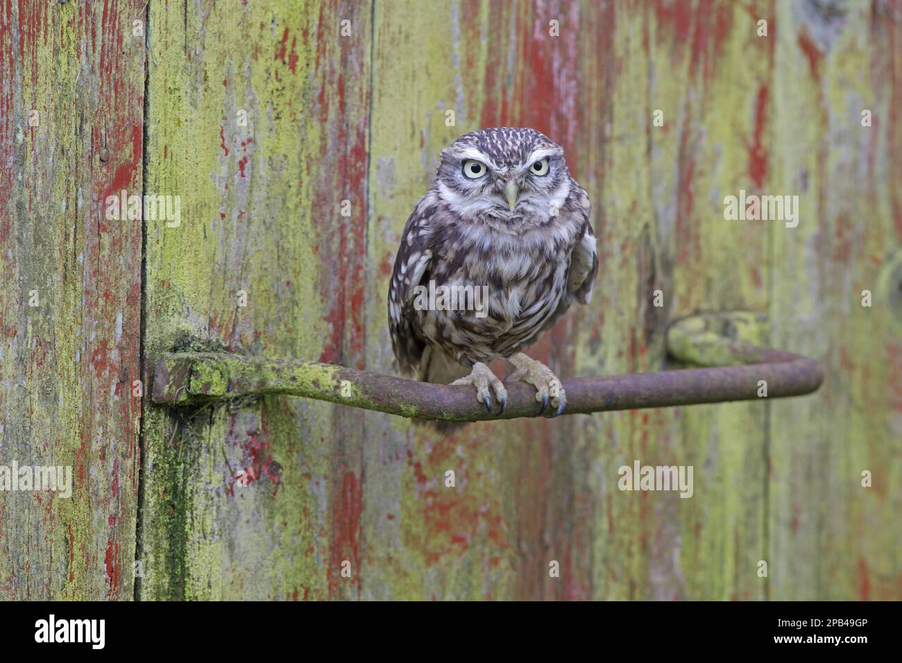 Little owl (Athene noctua) adult, sitting on the handle of an old farm ...