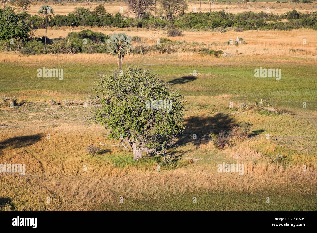 Aerial view of the countryside, animal paths, tree and green grassland ...