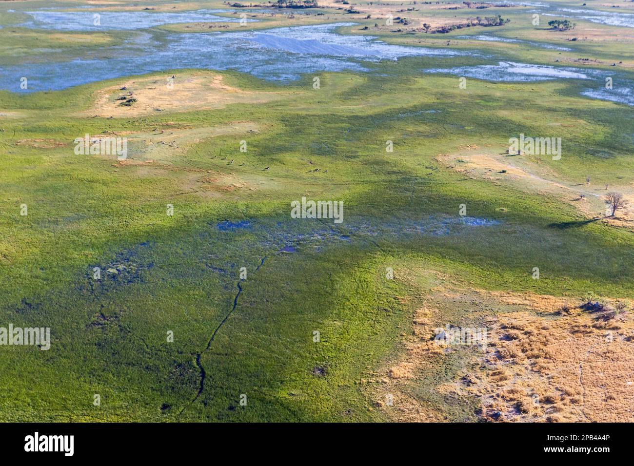 Aerial view of the countryside, animal paths, tree and green grassland ...
