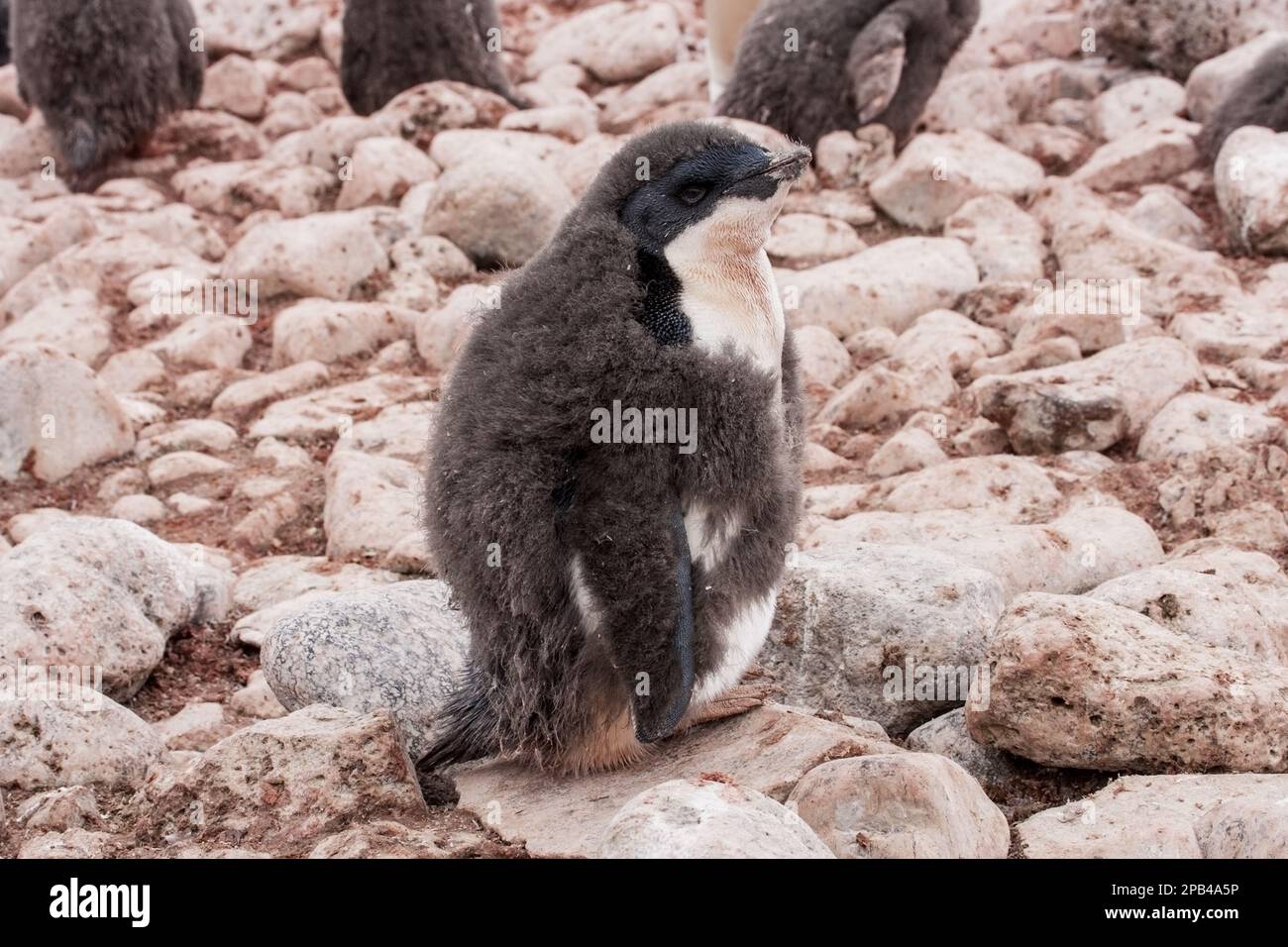 Adolescent plumage hi-res stock photography and images - Alamy