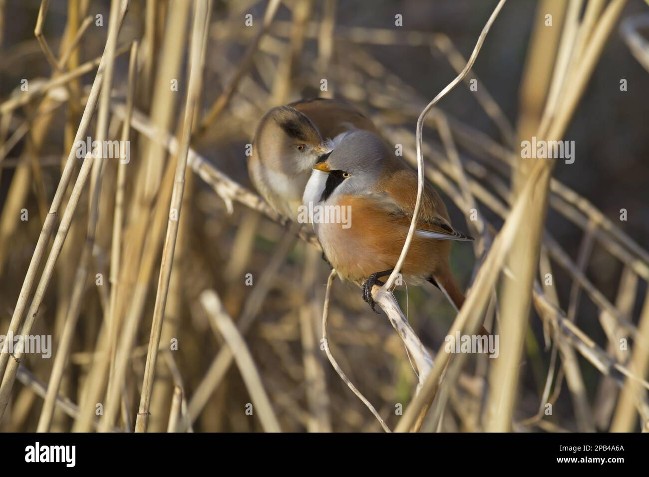 Bearded reedling (Panurus biarmicus), adult pair, with female preening ...