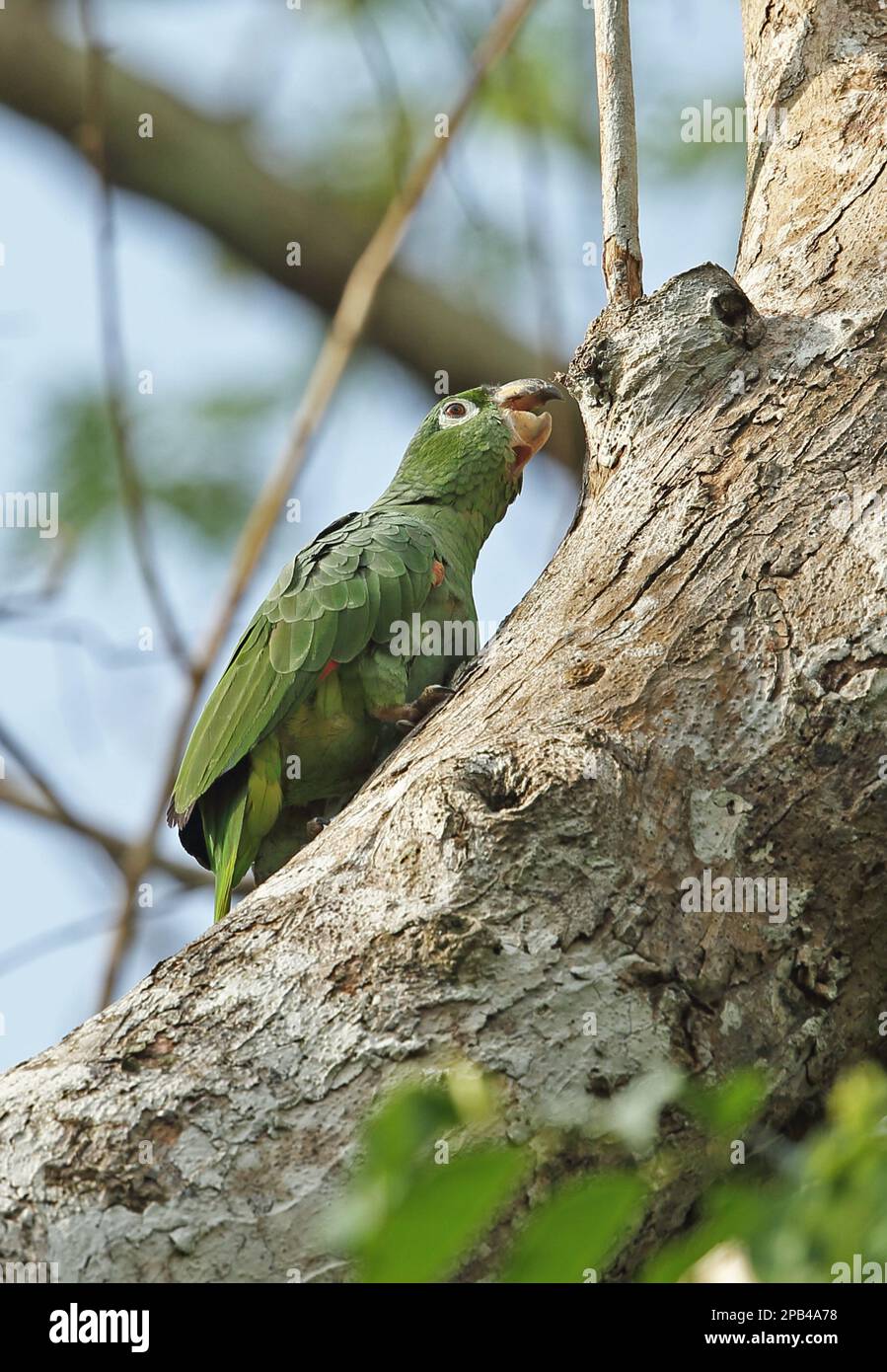 Southern mealy amazon (Amazona farinosa), Mealy Parrot adult, climbing ...