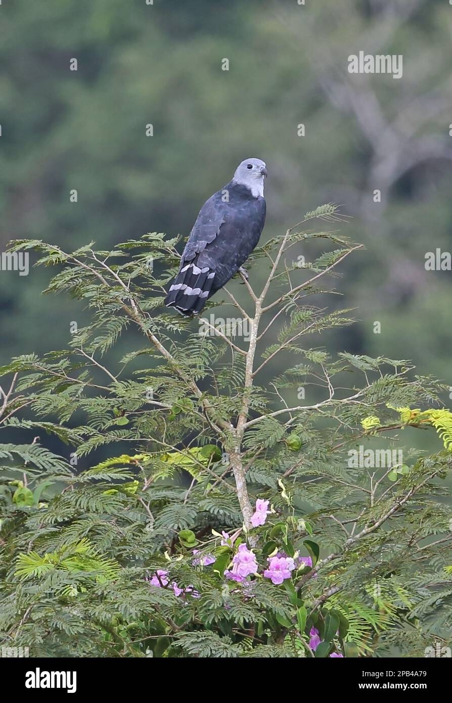 Adult Grey-headed Kite (Leptodon cayanensis cayanensis), sitting on ...