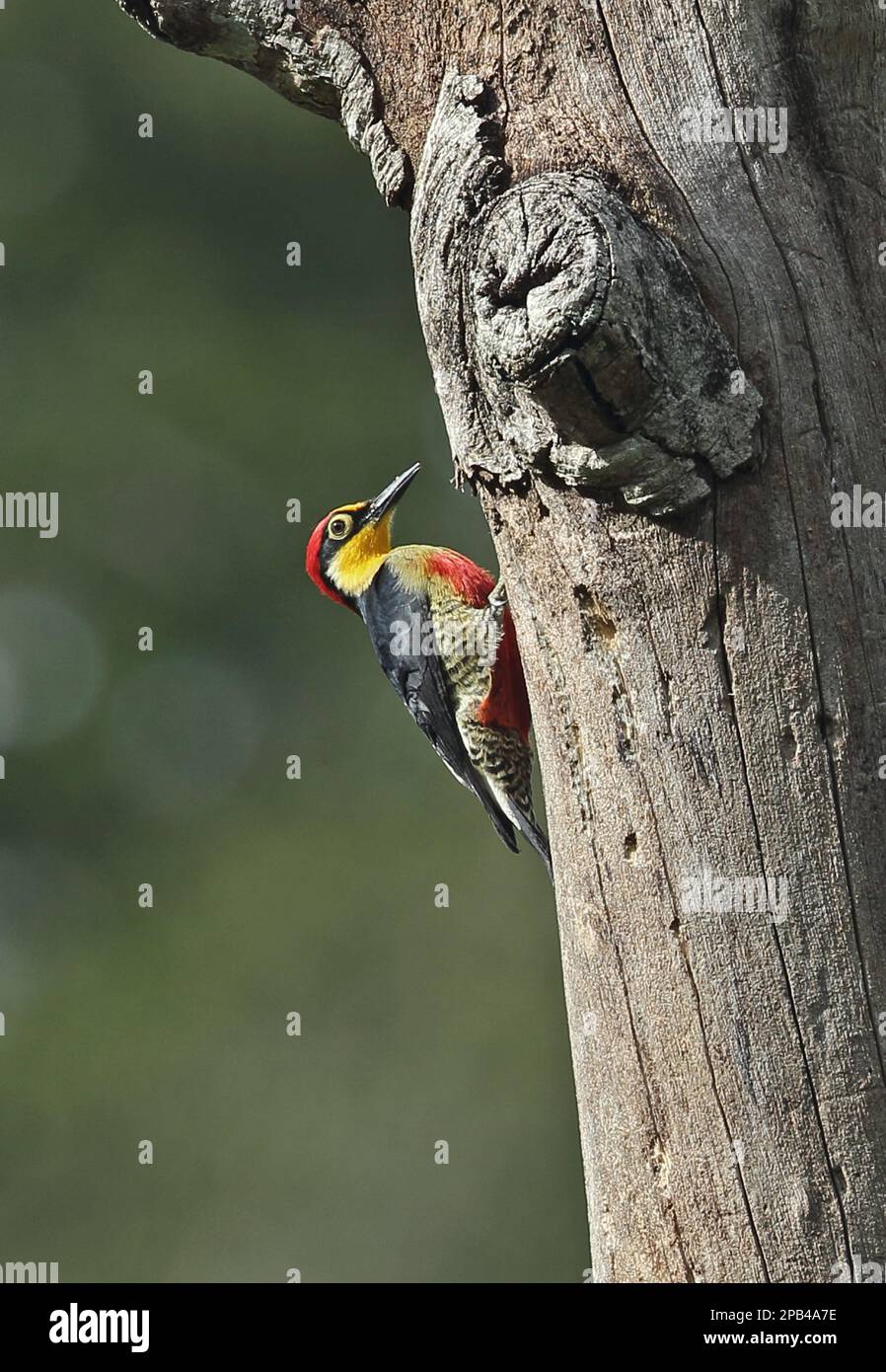 Yellow-fronted woodpecker (Melanerpes flavifrons), adult male, clinging ...