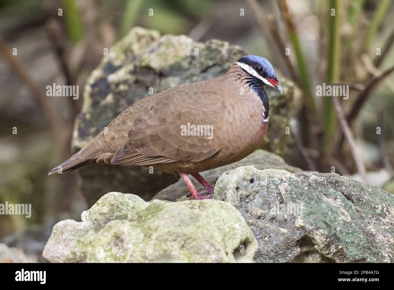 Cuban Pigeon, Cuban-Earth-Dove, blue-headed quail-dove (Starnoenas ...