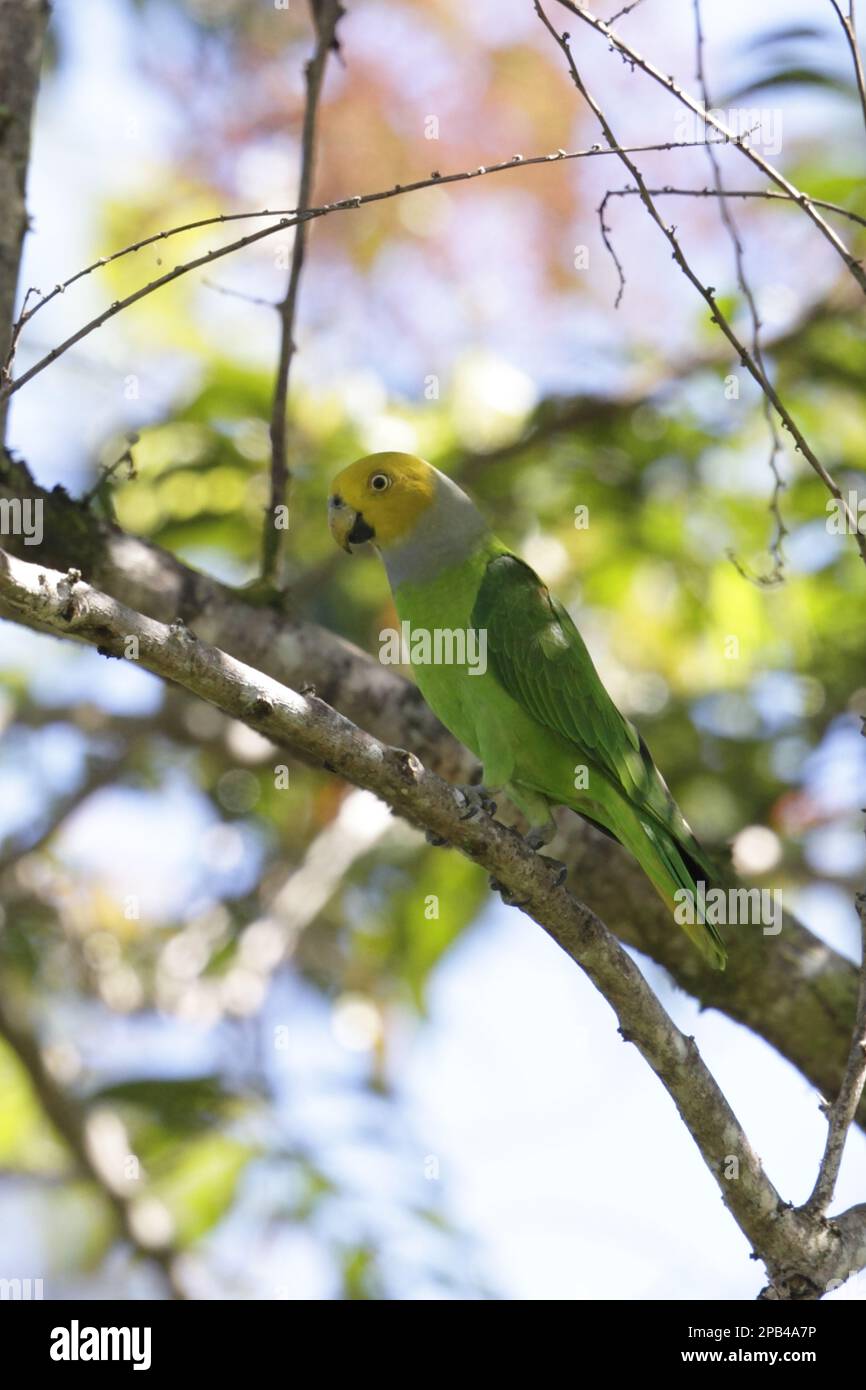Song parrot (Geoffroyus heteroclitus), adult male, sitting on a branch ...