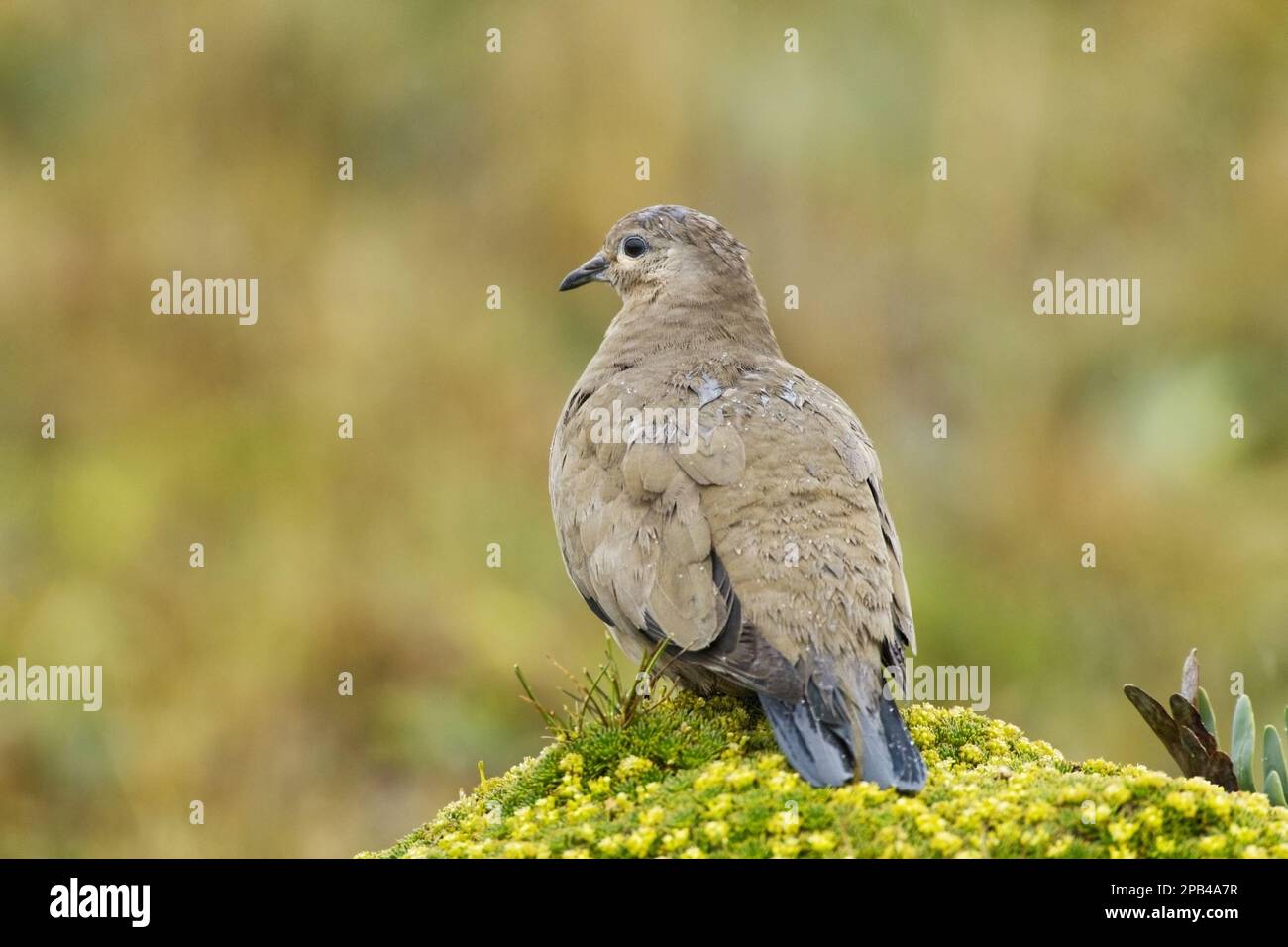 Cordilleran Dove, black-winged ground dove (Metriopelia melanoptera ...