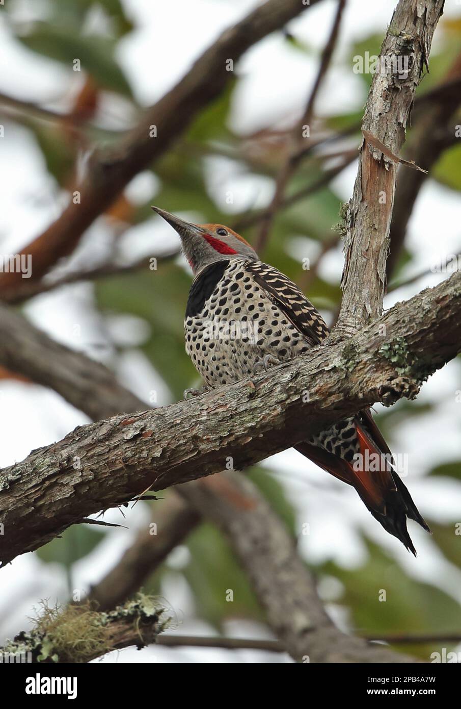 National bird of honduras hi-res stock photography and images - Alamy