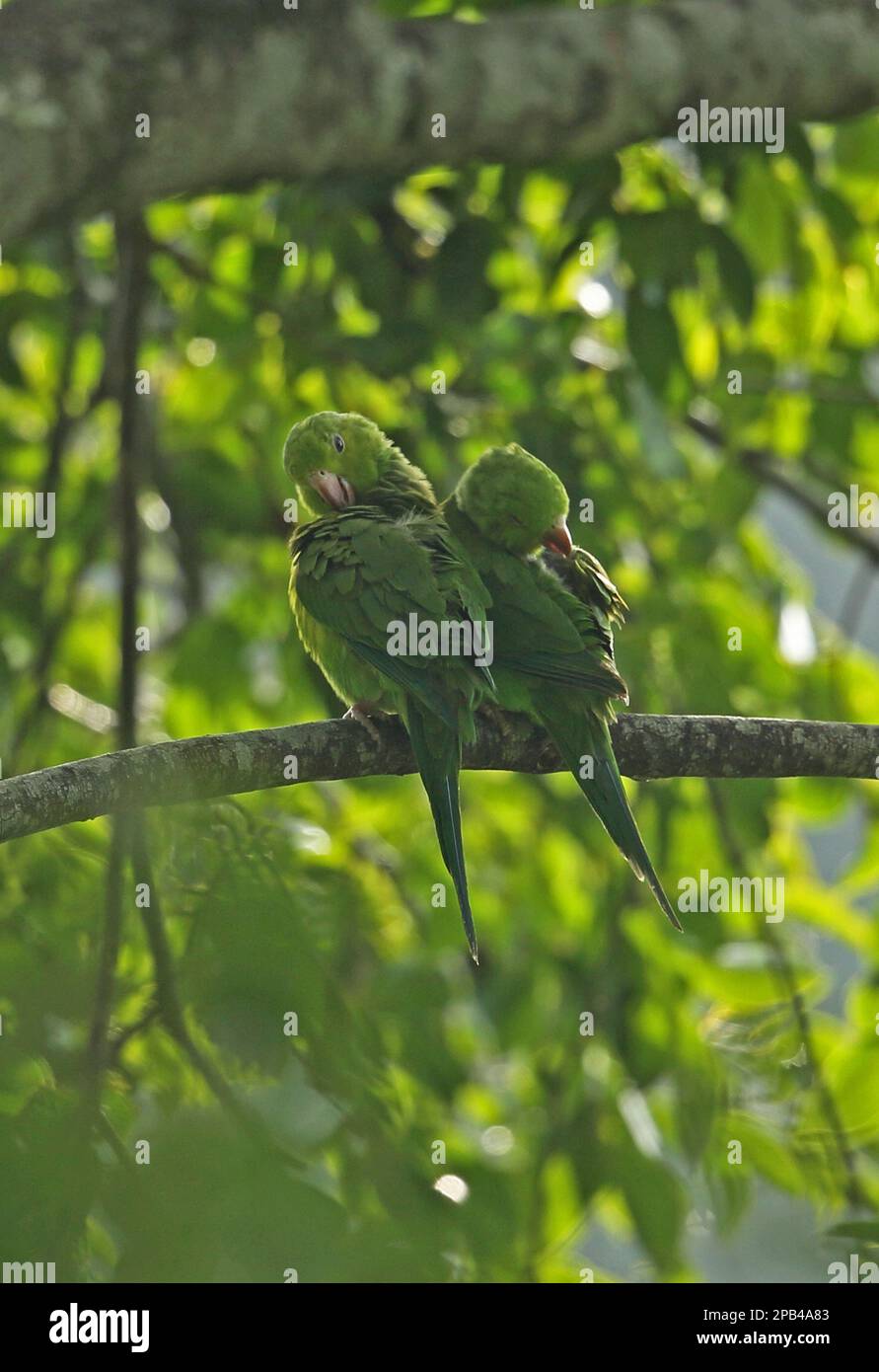 Plain parakeet (Brotogeris tirica) two adults preening, sitting on a ...