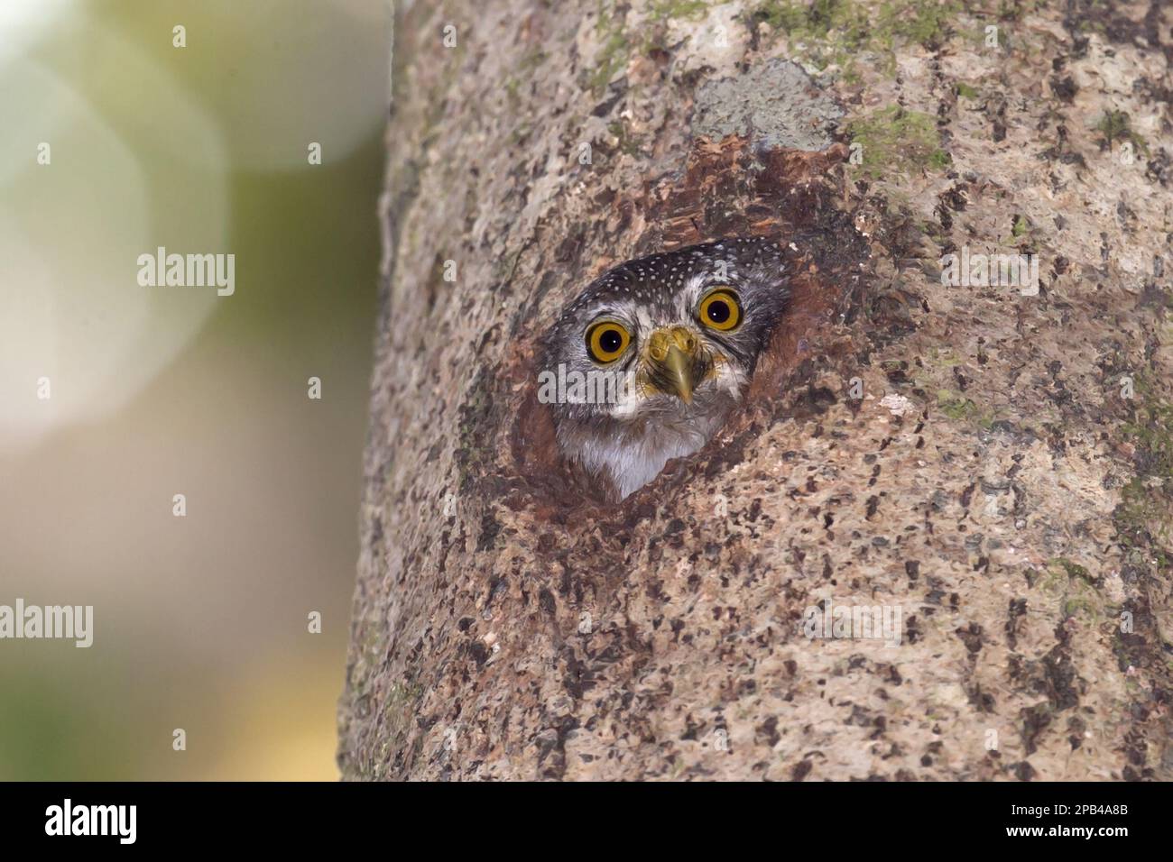 Amazon peru amazonian pygmy owl owl glaucidium hardyi hi-res stock ...
