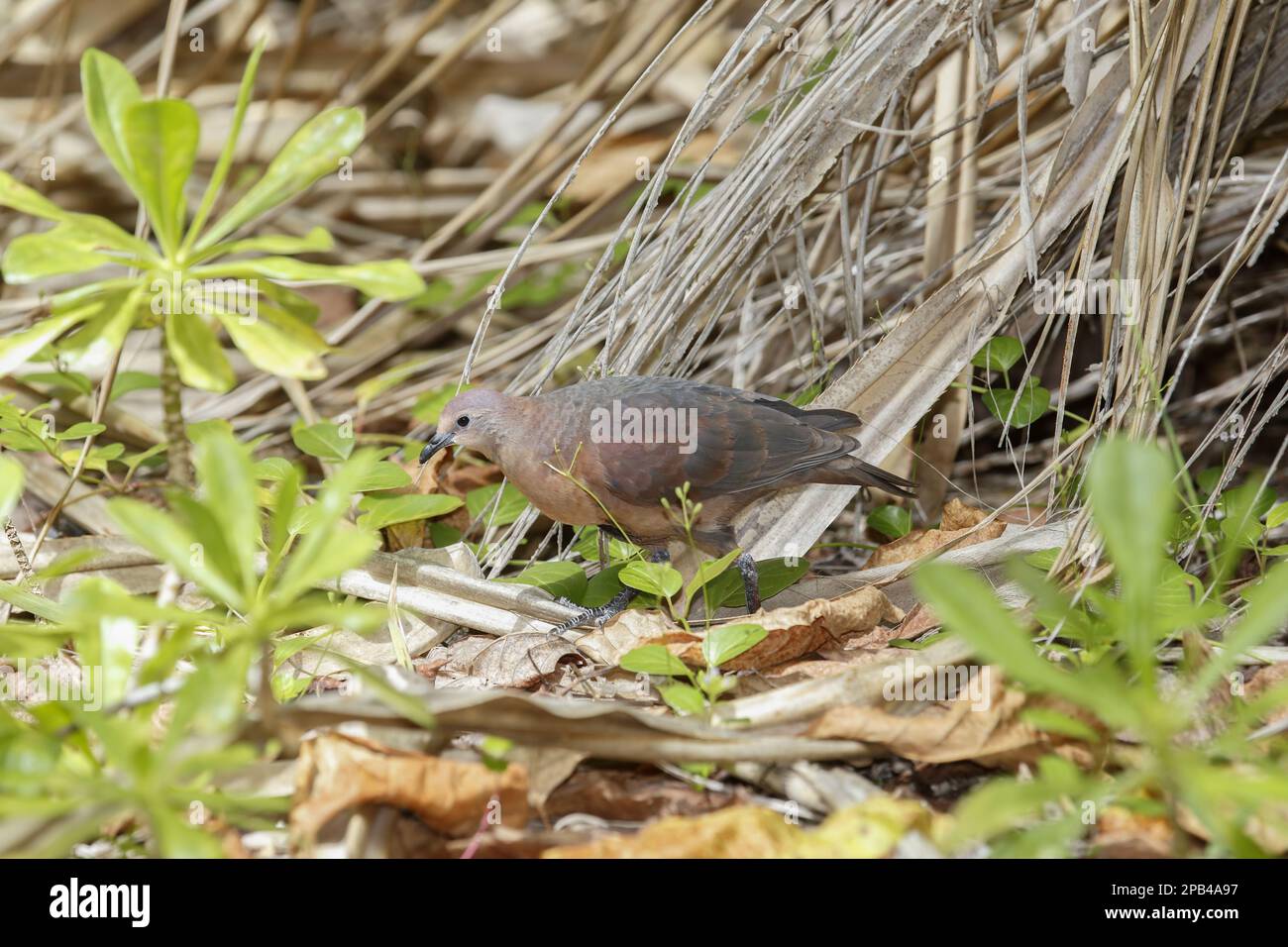 Pampusana hi-res stock photography and images - Alamy
