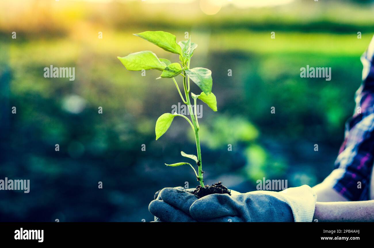 planting green pepper seedling in garden bio farming Stock Photo - Alamy