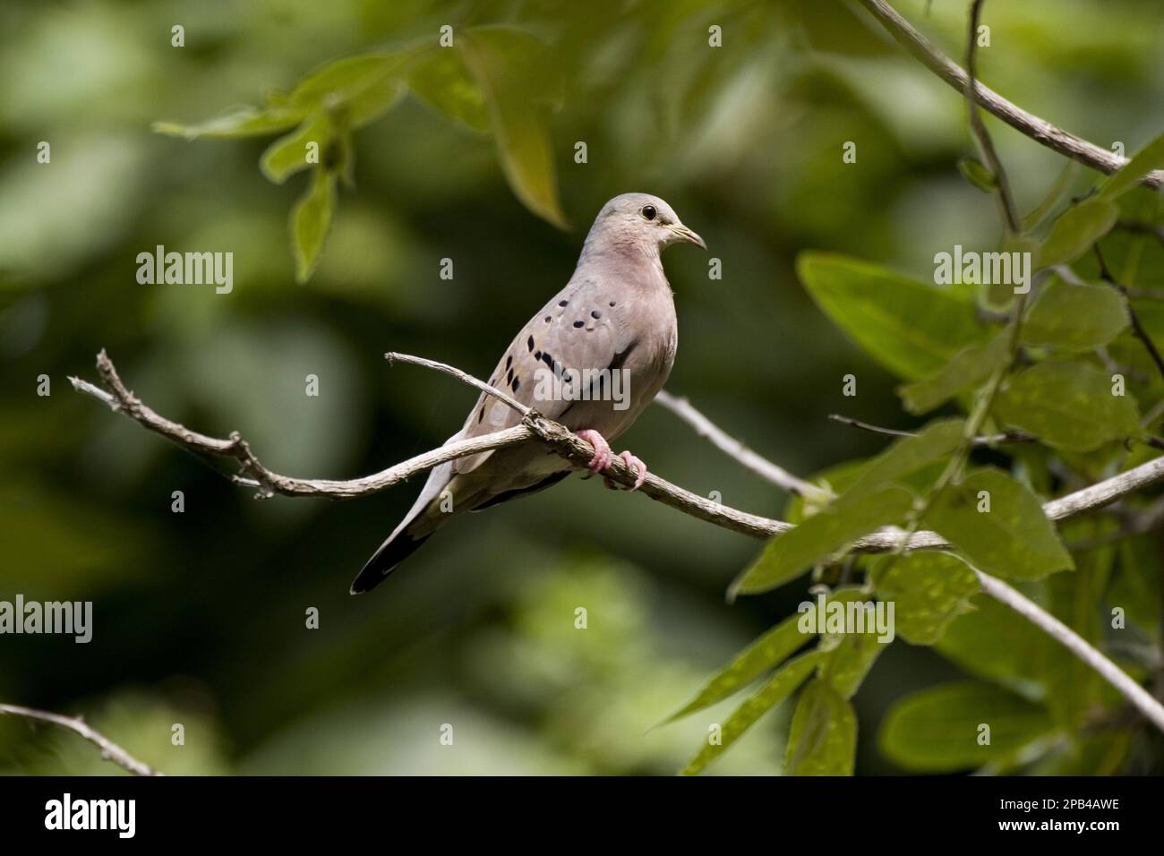 Buckley's Dove, Doves, Animals, Birds, Ecuadorian Ground ecuadorian ...