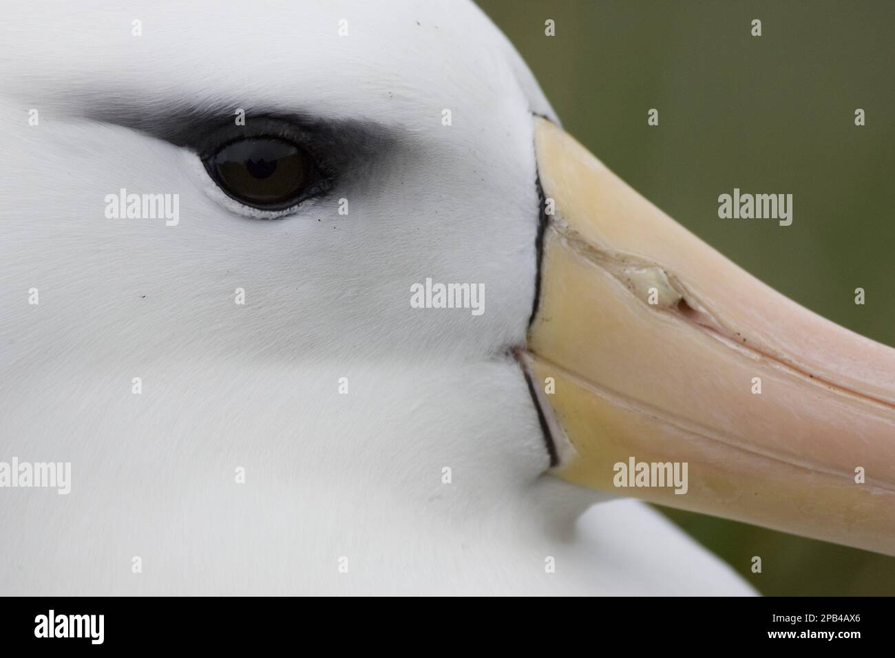 Black-browed albatross, Diomedea melanophris, eye and beak Stock Photo ...