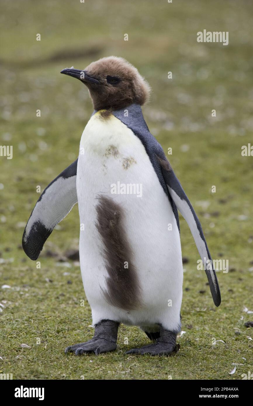 Patagonica, king penguin (Aptenodytes patagonicus), great penguins ...