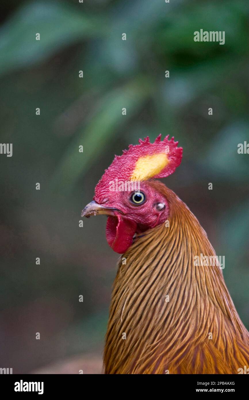 Gallus lafayettii, Ceylon chicken, Lafayette chicken, sri lankan ...