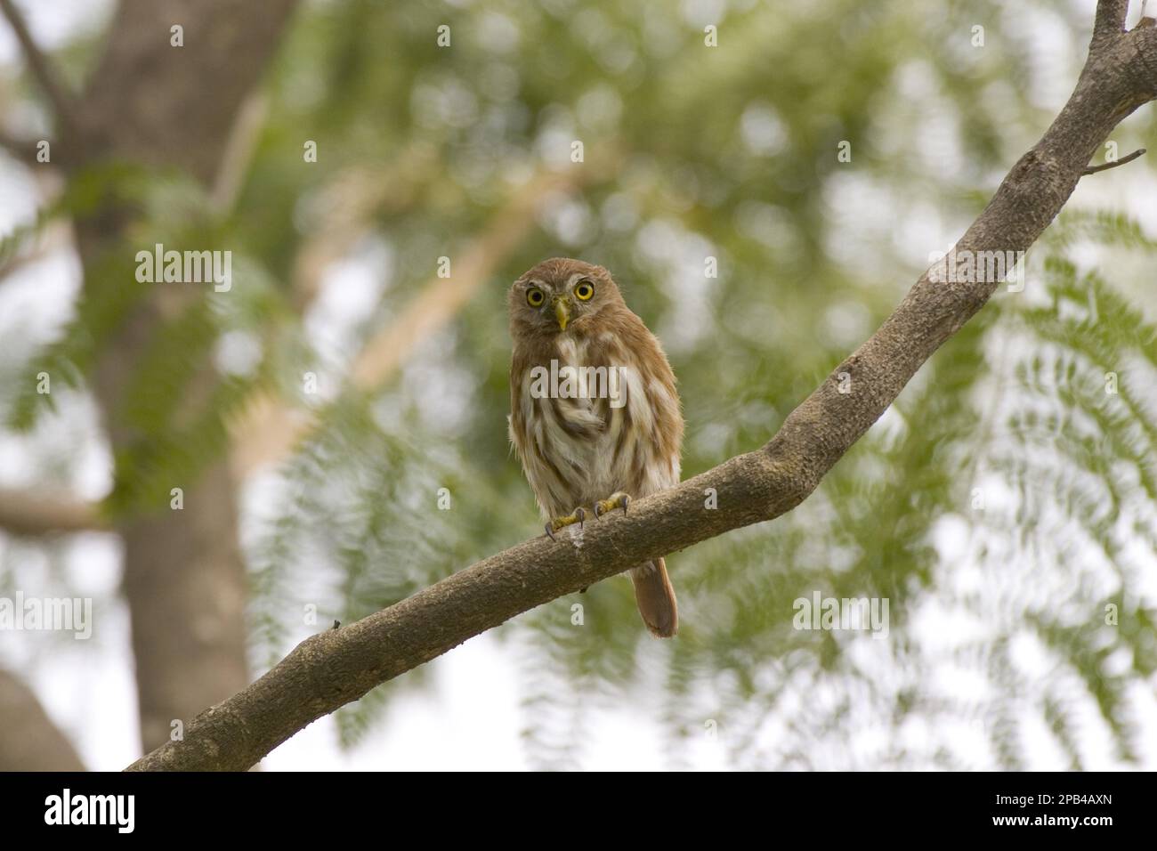 Peruvian Pygmy Owl, Peruvian Pygmy Owl, Peruvian Pygmy Owl, Peruvian ...